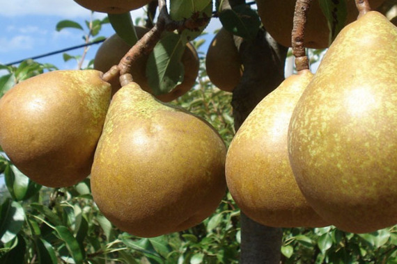 10 Najlepszych odmian Gruszy - SO