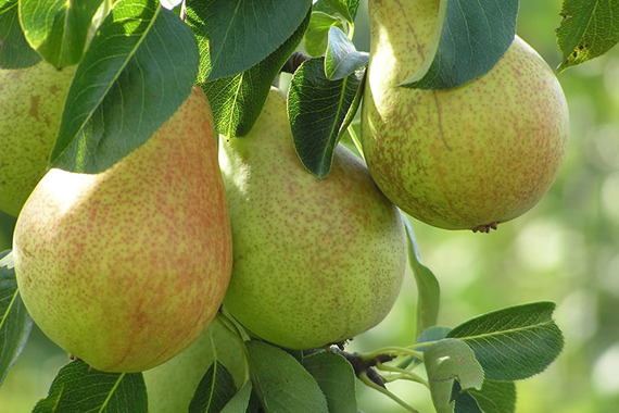 10 Najlepszych odmian Gruszy - SO