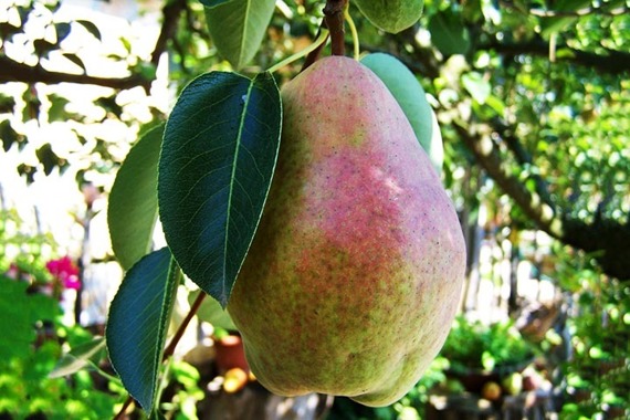 10 Najlepszych odmian Gruszy - SO