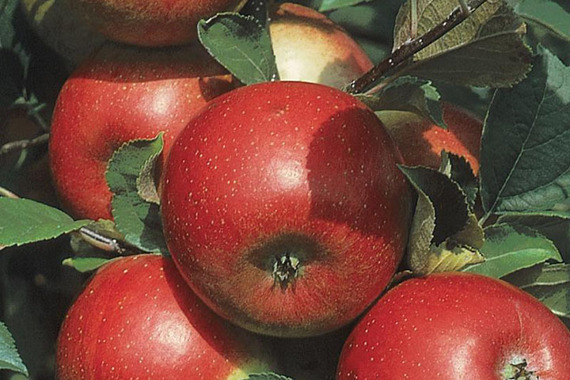 10 Najsmaczniejszych odmian Jabłoni - SO