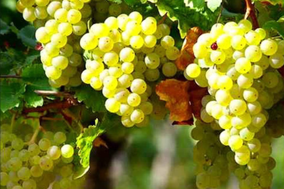 12 Najlepszych odmian Winorośli - SO